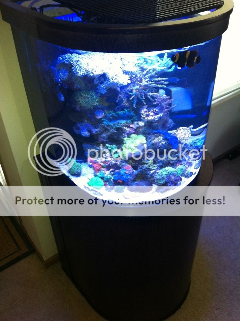 Cardiff aquarium fs $250 - Reef Central Online Community