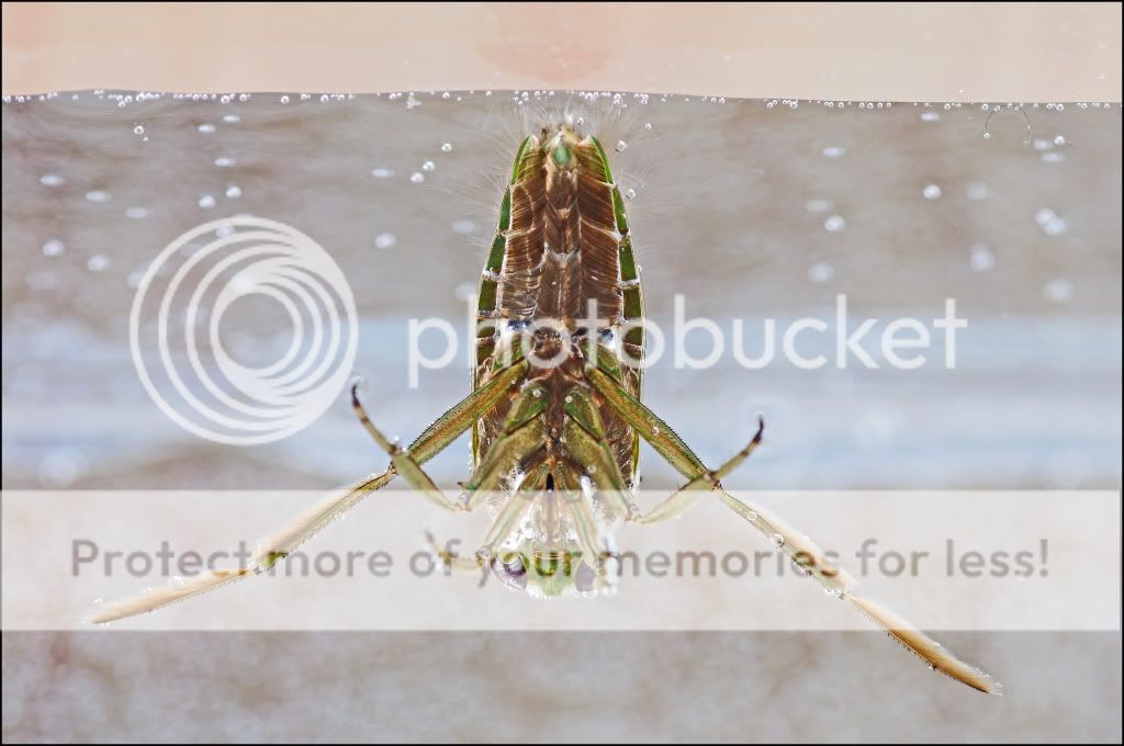Water Boatman - Pentax User